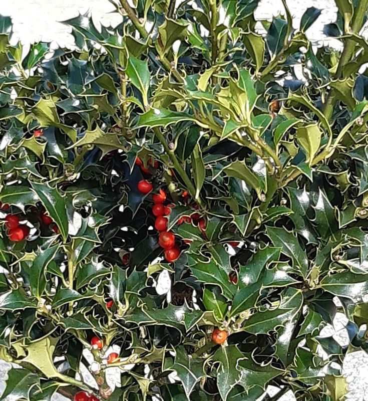 Acebo Ilex aquifolium — Centro de Jardineria Cardedeu