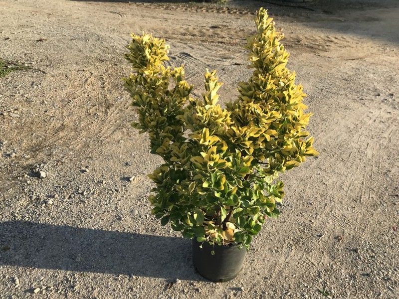 Evónimo Bonetero del Japón Euonymus japonicus Aureomarginatus — Centro ...