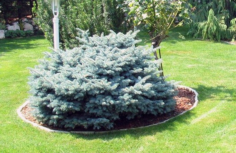 Picea azul globosa Picea pungens Glauca Globosa — Centro de Jardineria ...